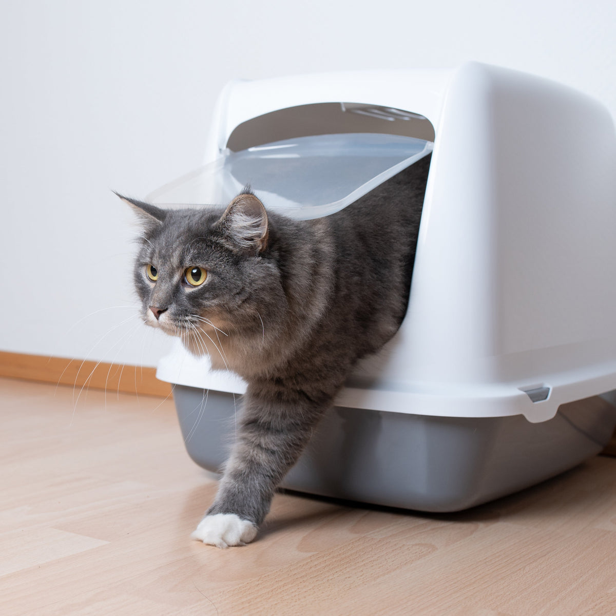 Understanding and Managing Urinary Crystals in Cats – Weruva