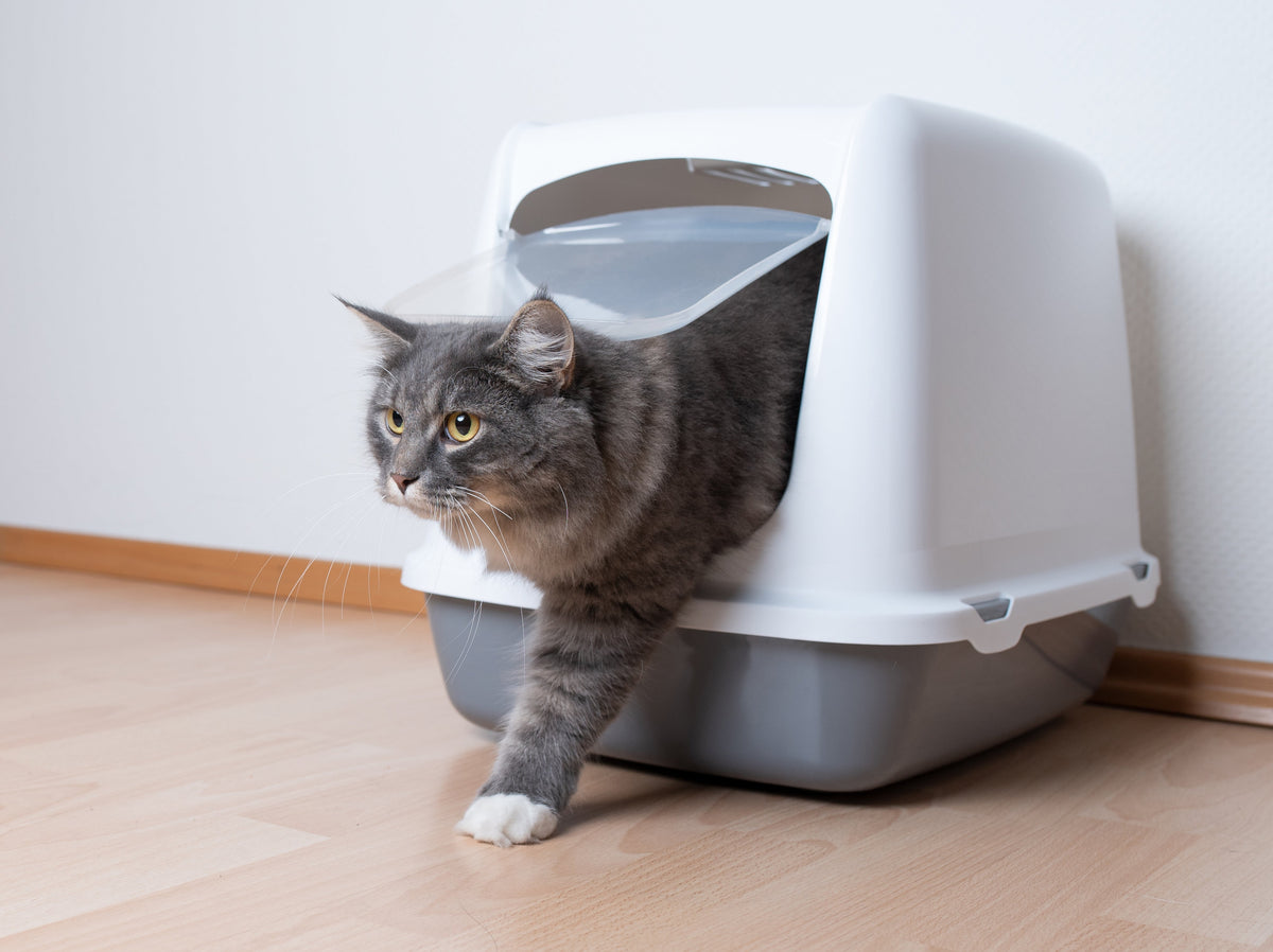 Understanding and Managing Urinary Crystals in Cats – Weruva