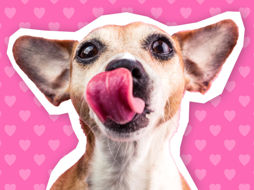 How Can I Get My Picky Dog to Eat? – Weruva