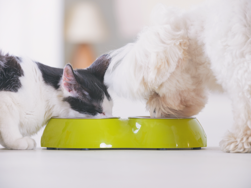 How to Transition Your Pet to a New Food – Weruva