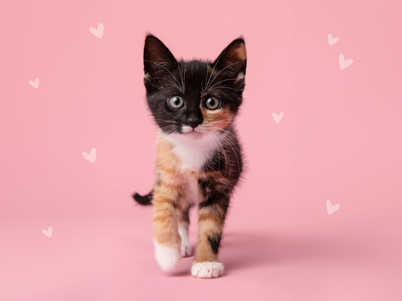 Your Kitten's First Year: Essential Care and Tips – Weruva