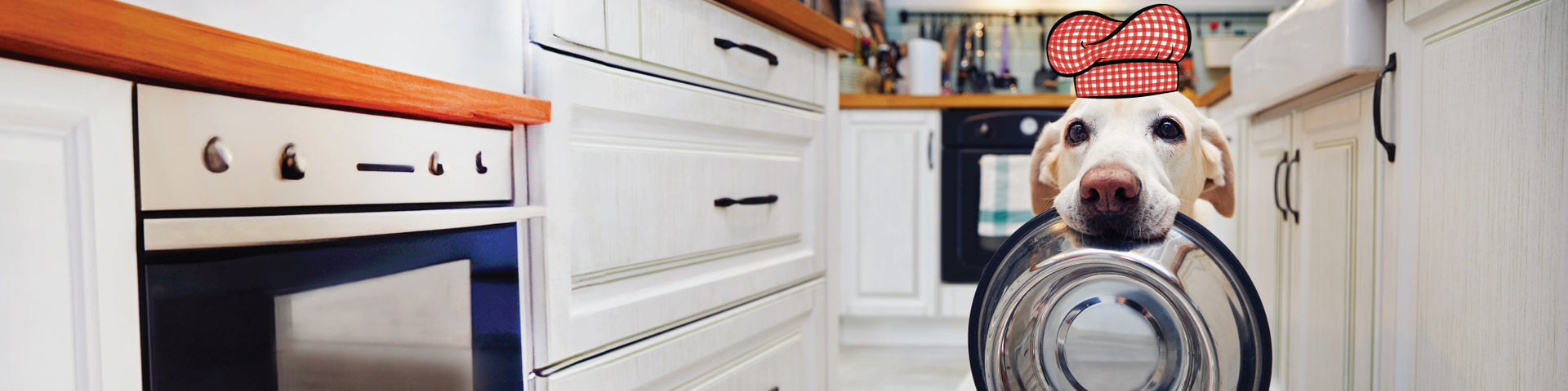 Flavorful Dog Food Recipes For Your Kitchen Carnivore – Weruva