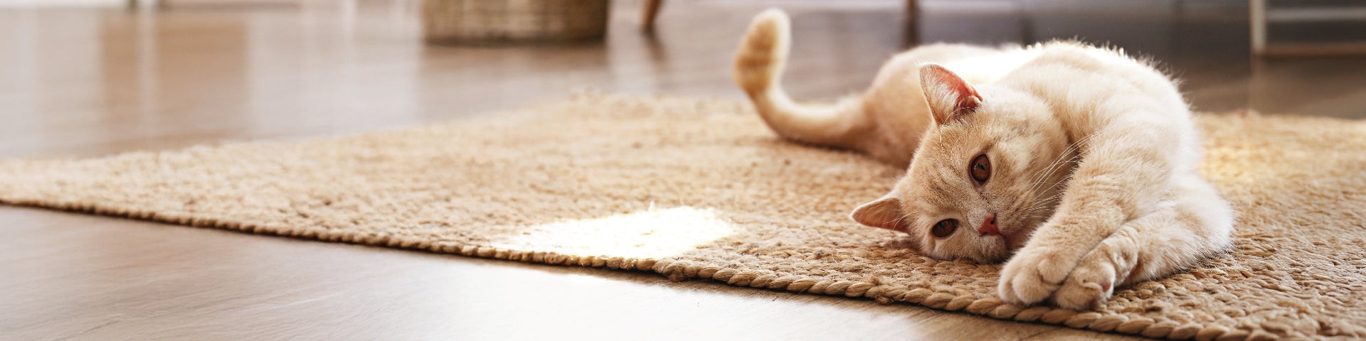 Feed Your Cat's Soul With Soulistic By Weruva