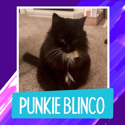 Meet The (Four-Legged) Weruva Team!