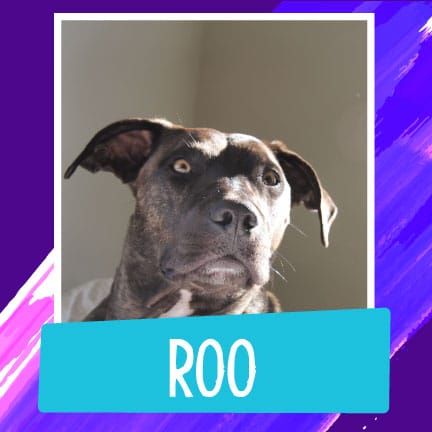 Meet The (Four-Legged) Weruva Team!