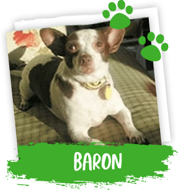 The Family Behind Weruva Pet Foods