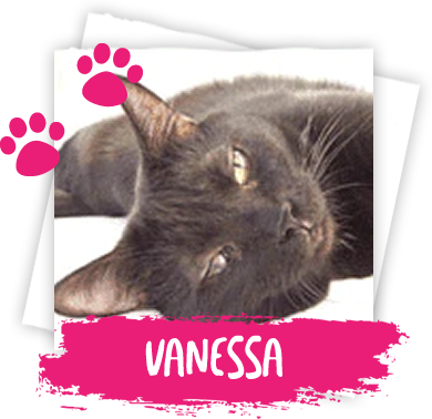 The Family Behind Weruva Pet Foods