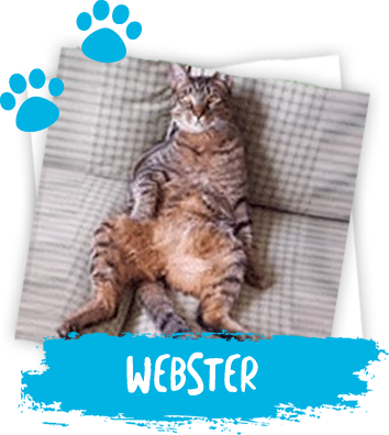 The Family Behind Weruva Pet Foods